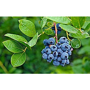 Southern Blueberry 50 Seeds - Blueberries Organic Seeds for Planting, Blueberries Fresh Fruit Seeds, Non GMO Berry Seeds, Dwarf Blueberry Bush Seeds for Planting Indoors