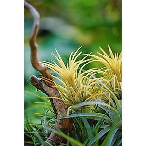 Air Plants Live - Home and Garden Decor - Live House Plants - Easy Care (6 pcs)