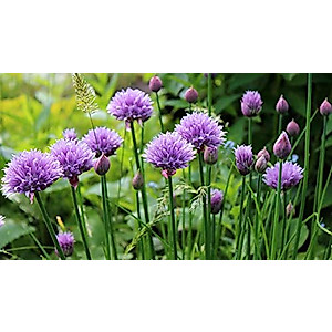 Gaea's Blessing Seeds - Chives Seeds (1000 Seeds) Non-GMO Seeds with Easy to Follow Planting Instructions - Open-Pollinated Heirloom 88% Germination Rate 1.5g (Single Packet)