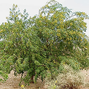 YEGAOL Garden 5Pcs Prosopis Glandulosa Seeds Honey Mesquite,Glandular Mesquite, Algarroba Fragrant Attracts Bees Heat & Drought Tolerant Deer Resistant Courtyard Garden Outdoor