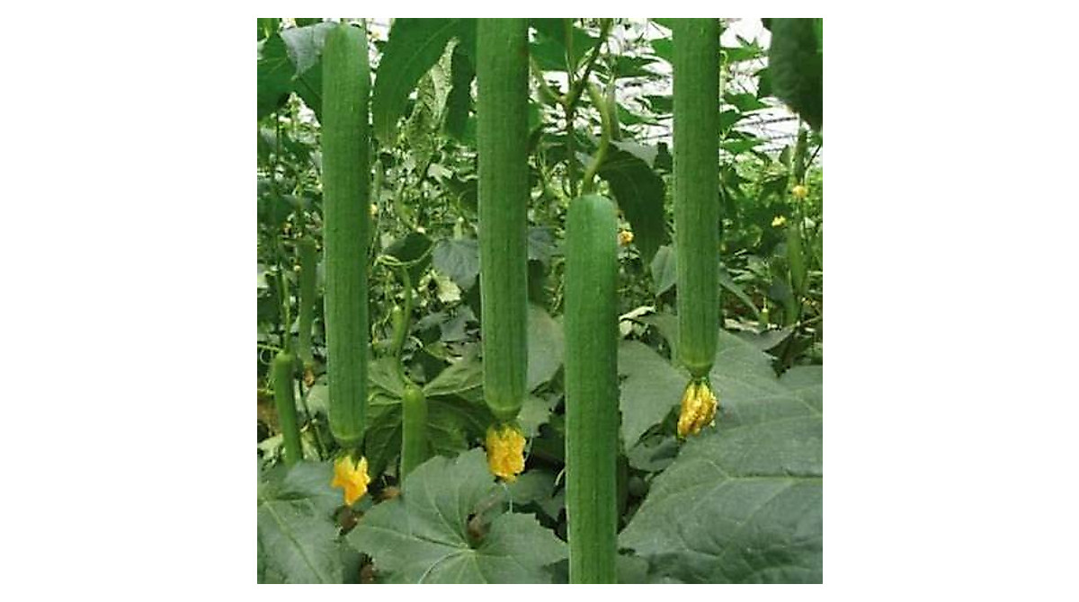 Asian Luffa Seeds - Grow Long Sponge Gourd at Home