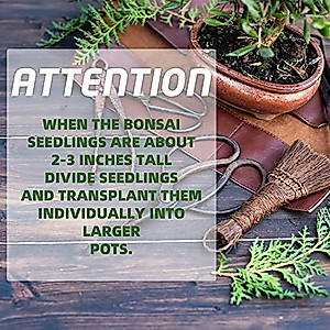 Meekear 5 Bonsai Tree Kit with Complete Plant Growing Tools, Grow in Pot Indoor Bonsai Tree Starter Kit, Home Gardening DIY Gift for Adult