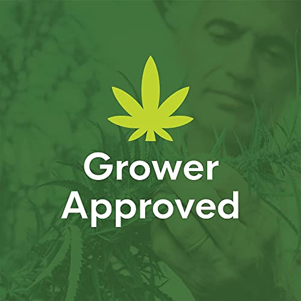 Enoz BioCare Gnat Stix for Fungus Gnats and Aphids, Pest Control for Plants and Greenhouses, Safe & Effective, 12 Pack