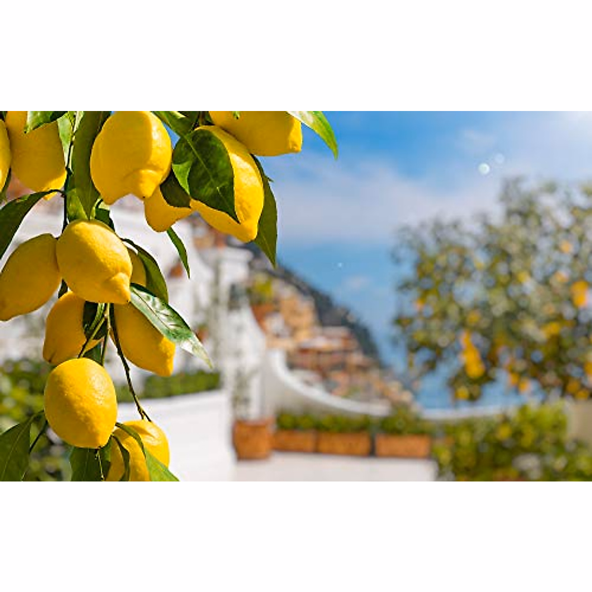 Dwarf Lemon Bonsai Tree Seeds, 20 Seeds,Grow a Delicious Fruit Bearing Bonsai Tree - Ships from Iowa.