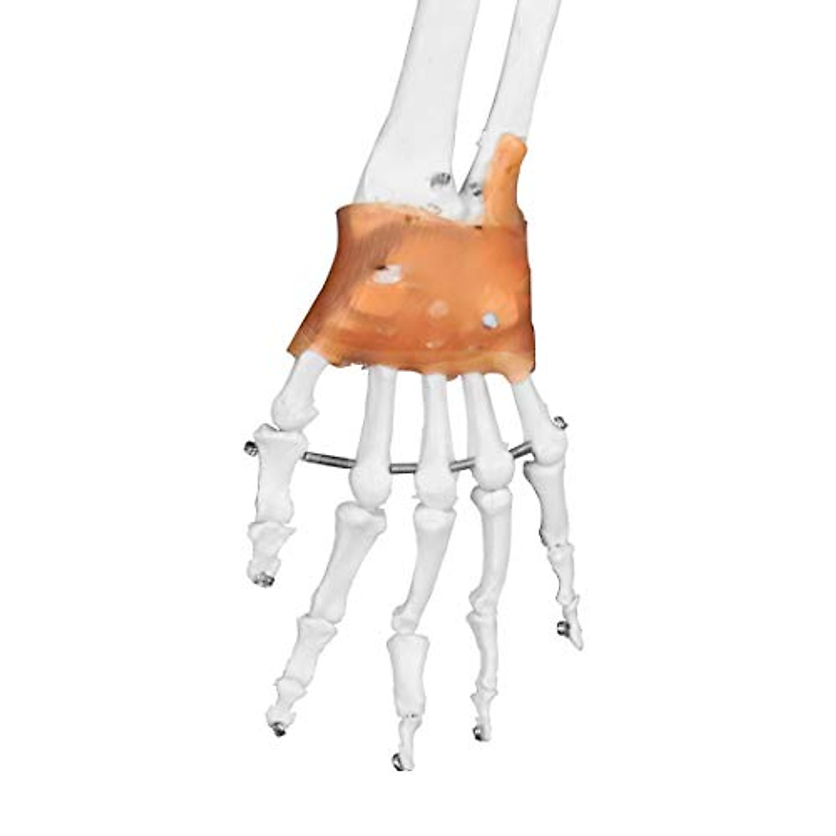 Vision Scientific VAS215-DC Medical Grade, Full Size Skeleton W Hand Painted Muscles & Ligaments | Thick Zip Dust Cover | Skeleton Wired for Natural Movement | Mounted on Roller Stand W Manual