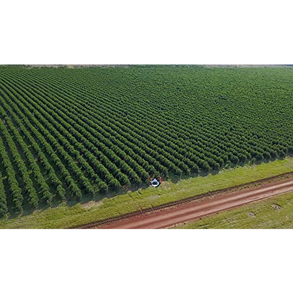 Taragüi Yerba Mate with Stems, 500 gr - 1.1 lbs (Red Pack)