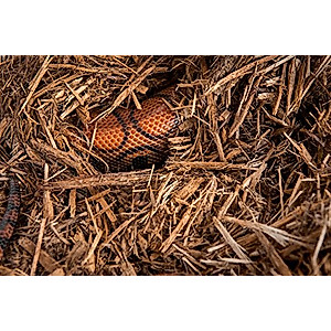 Galápagos (05054) Cypress Tank Mulch Forest Floor Bedding, 8-Quart, Natural