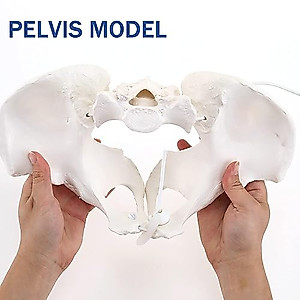 LYOU Life Size Female Pelvis Model, Flexible Female Anatomy Model, Hip Bone Pelvic Anatomical Model for Science Education Midwife in Obstetrics, Gynecology & Patent Communication