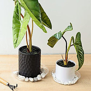 TRUEDAYS 20 Pack Plant Saucers (6 inch / 8inch / 10inch / 12inch) Clear Plant Saucers Flower Pot Tray Excellent for Indoor & Outdoor Plants