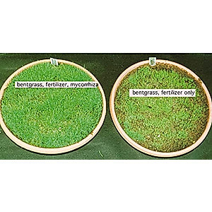 Wildroot Organic Mycorrhizae 16 Species Mycorrhizal Inoculant Drought Proof’s Plants &Trees, Saves Water & Precious Fertilizer, Root Stimulator Explodes Root Growth (5oz - 1055 Plants)