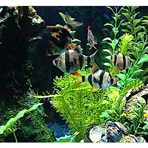 HOT! Anacharis Elodea Densa Tropical Live Aquarium Plants Aquatic Pond Bundle Stems