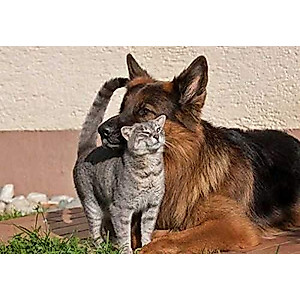 dog cartilage supplement - PET JOINT HEALTH - DOGS AND CATS - TURMERIC AND MSM - INCREASE MOBILITY - DECREASE INFLAMMATION - PREMIUM - glucosamine chondroitin turmeric msm for dogs - 1 Bottle (60 Tabl