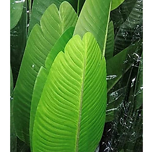 Silk Decor 5' Artificial Bird of Paradise Plant in Plastic Pot