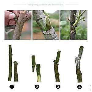 SUCA Grafting Tape Grafting Tool Buddy Tape Grafting Plant Grafting Tape,2 Color 4PCSwith Various Elasticity (tape4pcs)