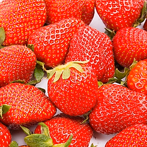 CEMEHA SEEDS - Giant Strawberry Fresca Everbearing Berries Indoor Non GMO Fruits for Planting