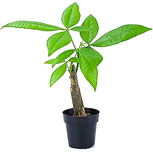 Altman Plants, Live Money Tree Plant, Pachira Aquatica Money Tree, Feng Shui Money Tree Pachira Aquatica Plant, Pachira Plant Bonsai Tree in Planter Pot with Soil, Money Tree Plant Indoor Plants