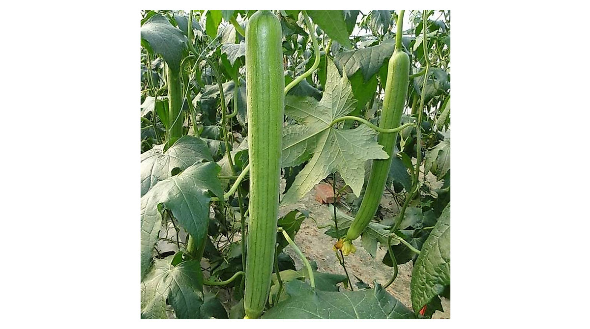 Super Long Luffa Seeds - Grow Eco-Friendly Sponges & Veggies