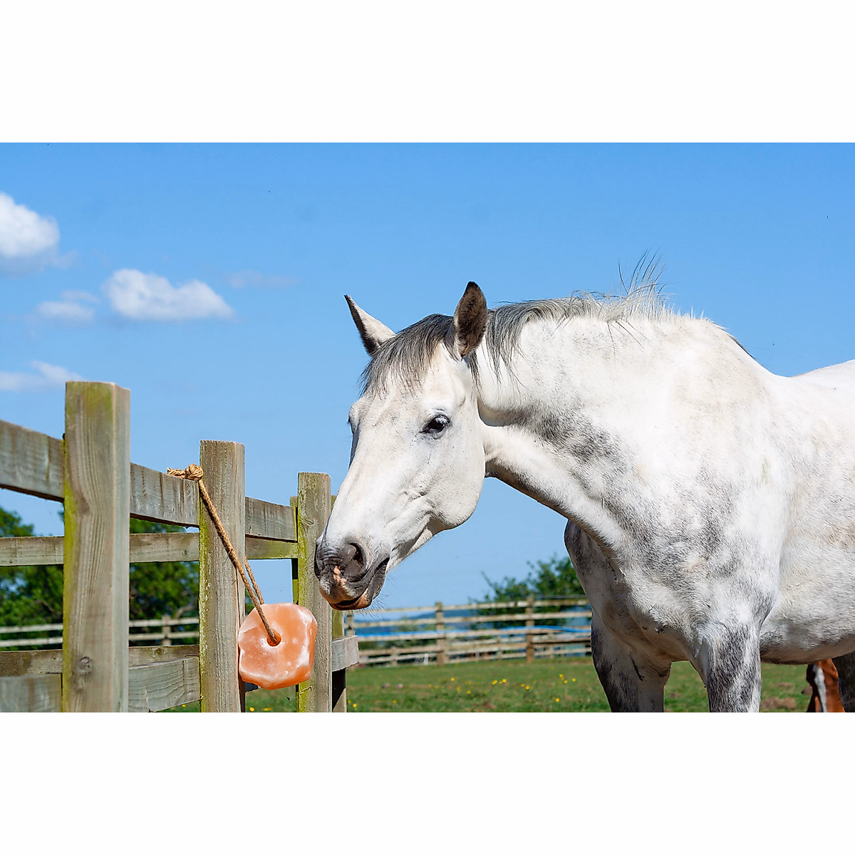 RawHarvest Himalayan Pink Animal Salt Lick, 6 Lbs 1 Pack