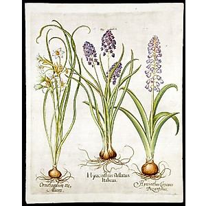 [Italian squill] Hyacinthus stellatus Italicus; [Belleval's hyacinth] Hyacinthus Comosus Bizantinus; [Star-of-Bethlehem] Ornithogalum medium