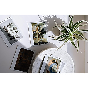 Air Plant Shop 5 Pack XL Tillandsia Balbisiana - Wholesale and Bulk - Succulents - Live Tillandsia - Easy Care Indoor and Outdoor House Plants