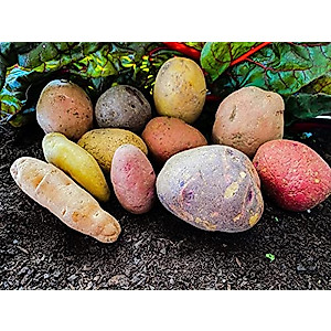 Potato Multicolor Mix - 100 True Seeds Not Root - Grow Your Own Potato