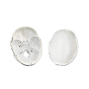 Vision Scientific VAL207-A Life-Size Human Skull – 3 Parts | Medical Grade, Features Joints, Sutures, Fissures, Joints, Foramina and Processes | Removable Skull Cap, Full Dentition | W Manual