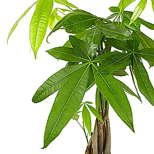 Money Tree Plant Indoor House Plants, Chinese Money Plant Decor, Bonsai Tree Feng Shui Decor, House Plants Indoors Live Plants Indoor Plants Live Houseplants Live Indoor Live Plants by Plants for Pets