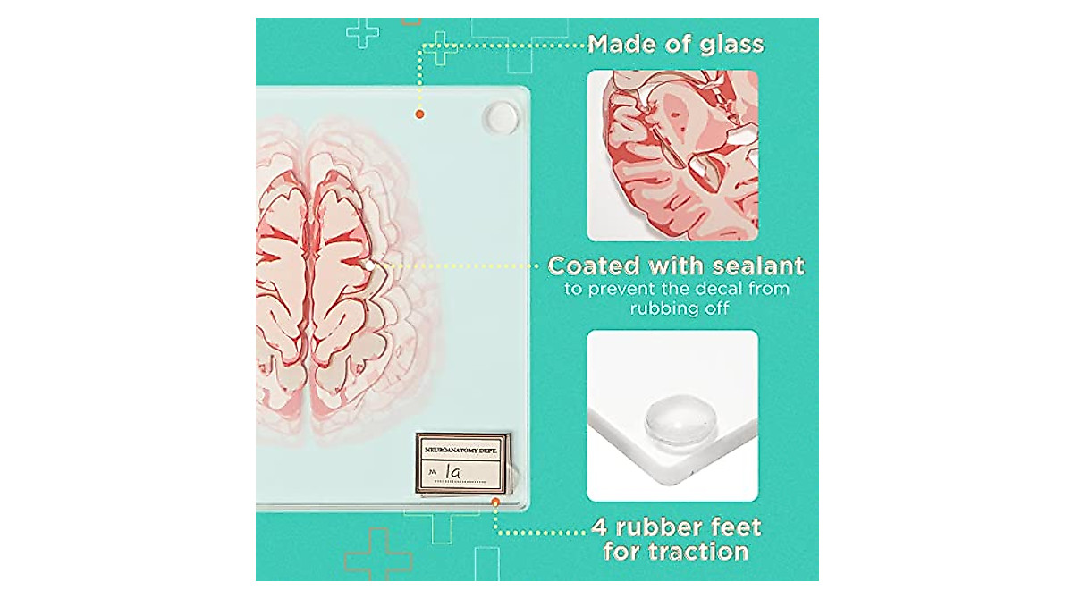Anatomic Brain Specimen Coasters (Set of 10) - Neuroscience Gifts Best ...