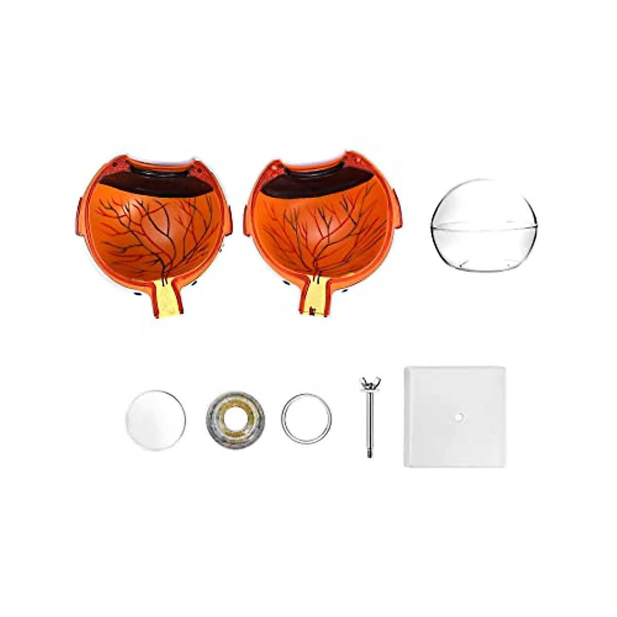 QWORK 6X Enlarged Human Eye Anatomy Model, Magnified Eyeball Model with Detachable Bracket, Anatomically Accurate Science Education Display Medical Teaching Education Human Eye Anatomical Model