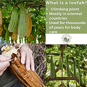 2 Exfoliating Body Scrubber Loofah Mittens Bath Sponge, All-Natural Egyptian Bath & Shower Exfoliating washcloth - Loofa Natural Sponge for Face, Back & Body, Eco Friendly and Biodegradable Loufa