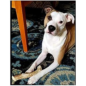 WhiteTail Naturals | Large, Whole Elk Antlers for Dogs | Dog Chews | Naturally Shed Antler Bone Chew Toy
