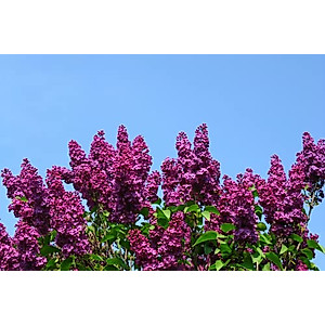 1 Purple Fashion Lilac Bushes Live Plant Fragrant 7 to 10 Inc Planting Ornaments Garden Perennials Simple to Grow Pots Gift