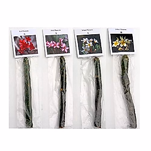 Set of 4 100% Hawaiian Plumeria (Frangipani) Plant Cuttings....From a PEST-FREE certified Hawaiian nursery with the proper U.S. Department of Agriculture stamp.