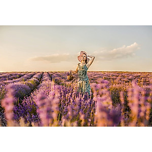 5000+ Lavender Seeds Non-GMO Heirloom Perennial Herb Seeds 90% Germination Lavender Seeds for Planting Indoors, Outdoors