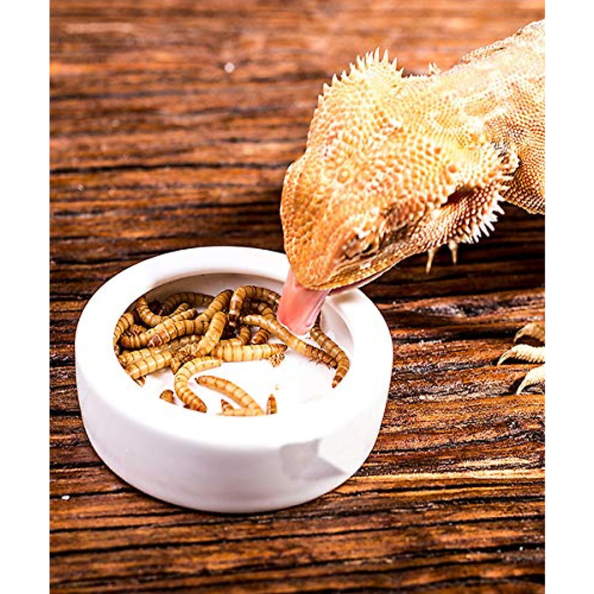 Tfwadmx 2 Pack Reptile Food Bowl, Mini Ceramic Water Feeder Bowl, Reptile Worm Feeding Dish for Lizard Turtle Bearded Dragon Anoles Crested Gecko Hermit Crab Leopard Gecko Chameleon Corn Snake