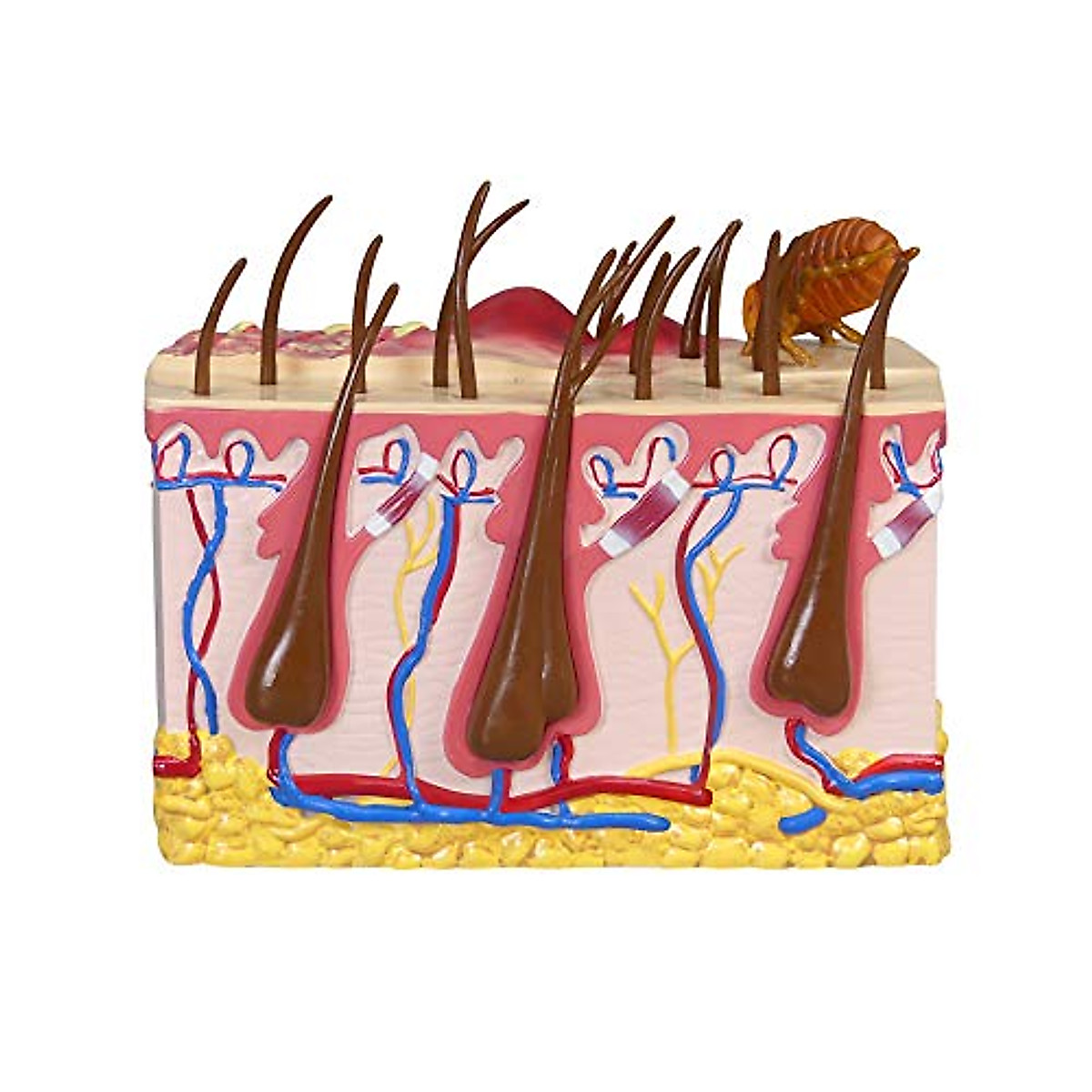 GPI Anatomicals - Canine Skin Model, Skin Model with Flea Bite for Canine Anatomy and Physiology Education, Anatomy Model for Veterinarian’s Office and Classrooms, Medical Study Supplies