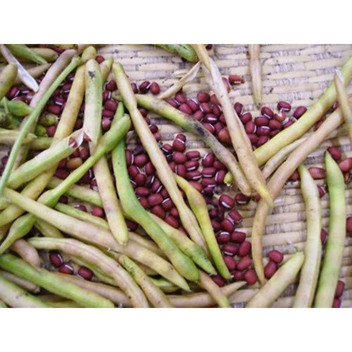 Rainbow Bean Mix Sprouting Seeds, Adzuki, Garbanzo, Green Pea, & Lentil, 40+ Heirloom Seeds in Mixture Per Packet, Non GMO Seeds, (Isla's Garden Seeds), Botanical Name: Phaseolus vulgaris