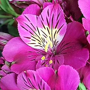 QAUZUY GARDEN Mixed Peruvian Lily Seeds 25 Premium Seeds, Lily of The Incas, Princess Lily, Alstroemeria Seeds - Perennial Showy Splendid Vase Flower - Striking Flower Seeds