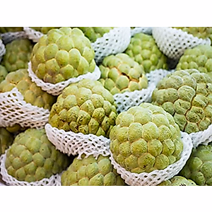 Sugar Apple Tree Seeds for Planting - 5 Seeds -Annona squamosa - Great for Bonsai or Patio Plant - Sweetsop