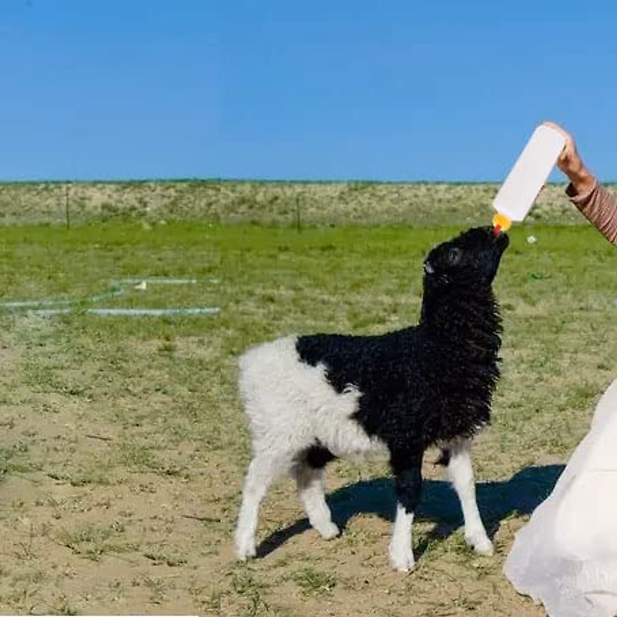 WoYous Goat Nipple and Bottles Set, 12 Pieces Small Animal Milk Drink Pritchard Nipple 2 Pieces 400 ml Lamb Feeding Bottle Kit for Feeding Sheep Goat Lamb Puppy (White 12)