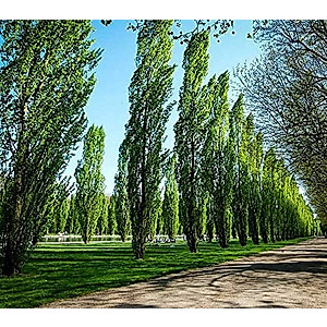 5 Lombardy Poplar Trees - Rare and Unique Privacy Tree - Very Fast Growing