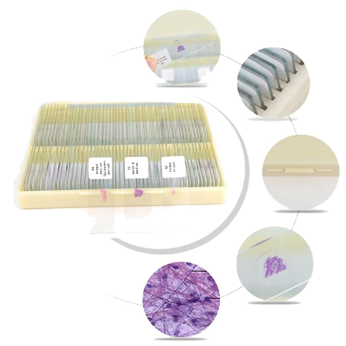 100pcs/set Teaching Microscope Human Histology Glass Prepared Slides