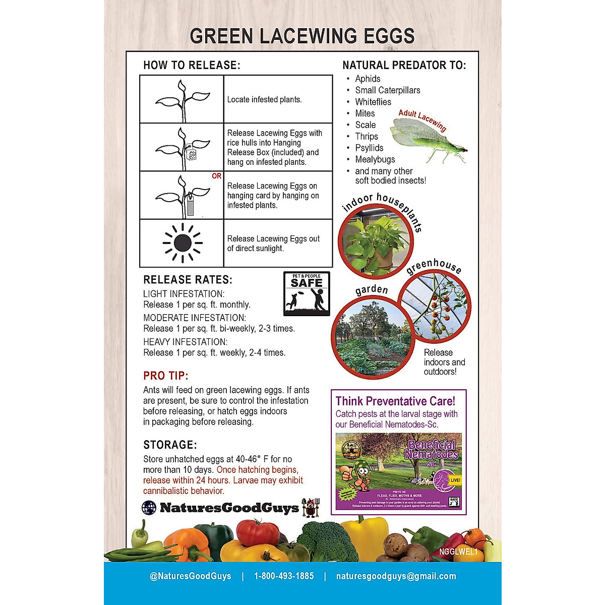 Green Lacewing Eggs - 10,000 Live Eggs Packed in Rice Hulls