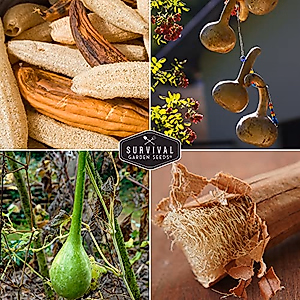 Dipper & Luffa Gourd Seeds to Plant - Loofah & Dipper Variety Gourds - Non-GMO Heirloom Seed Varieties for Planting & Growing Ornamental & Craft Gourds in The Vegetable Garden - Survival Garden Seeds