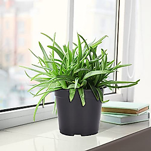 Whonline 50 Pack 1 Gallon Nursery Pots Flexible Plastic Plant Seeding Pots, Seed Starting Pots for Flower Seedling, Cuttings, Transplanting