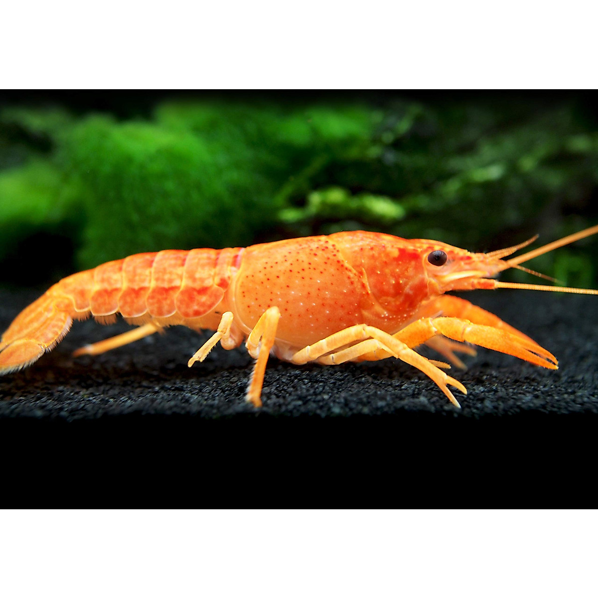 Aquatic Arts 1 Male Neon Red Crayfish | Live Freshwater Aquarium Lobster / Crawfish / Crawdad / Real Living Fish Tank Pet