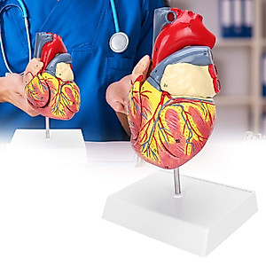 Brrnoo Human Heart Model 48 Anatomical Internal Structures, 2-Part Life Size Anatomically Accurate Numbered Heart Medical Model, 3 x Removable Parts for Teaching use