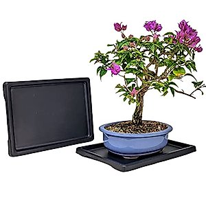 Tinyroots Bonsai Humidity Tray, 9-Inch Drip Tray, Maintains Moisture for Plants and Helps Protect Furniture, Bonsai Tray for Cactus, Succulents, Bonsai, and Houseplants