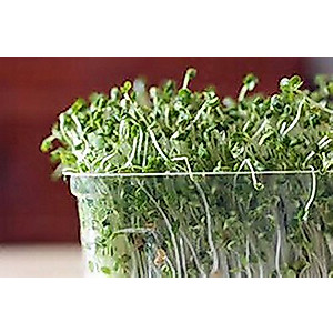 Non-GMO Broccoli Seeds for Sprouting Sprouts Microgreens (4 oz of Pure Seed. Country Creek LLC. Brand.