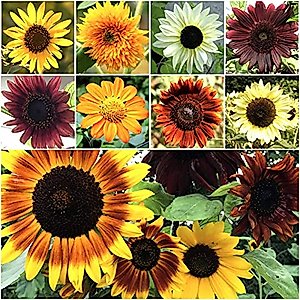 RattleFree Sunflower Seeds for Planting | Heirloom & Non-GMO | 30 Sunflower Seed Mix to Plant in Home Gardens | Full Planting Instructions on Each Planting Packet